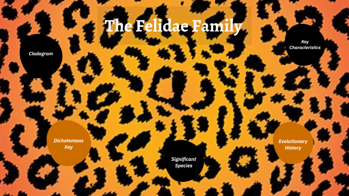 Felidaes - Diversity of Life Joshua Presentation by Joshua Sorensen on ...