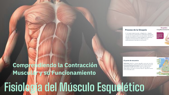 Fisiología del Músculo Esquelético by Melany Karin Solano Ochica on Prezi