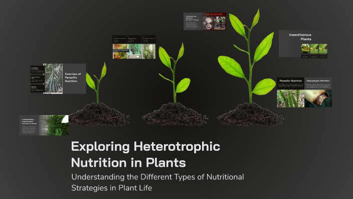 Exploring Heterotrophic Nutrition in Plants by Bluestar insky on Prezi