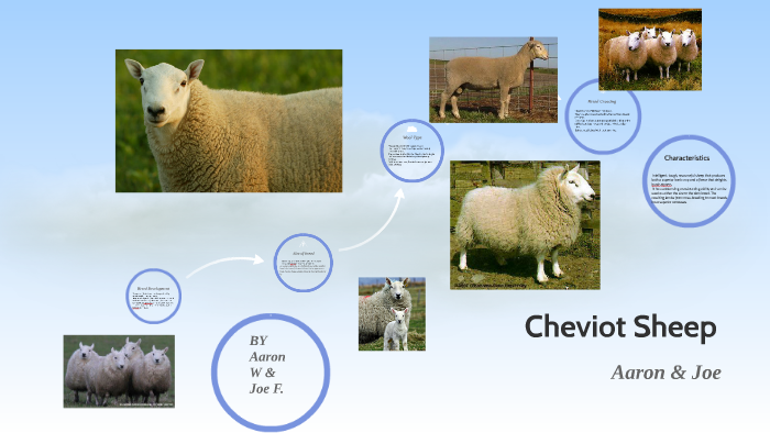 Cheviot Sheep by Aaron Washington on Prezi