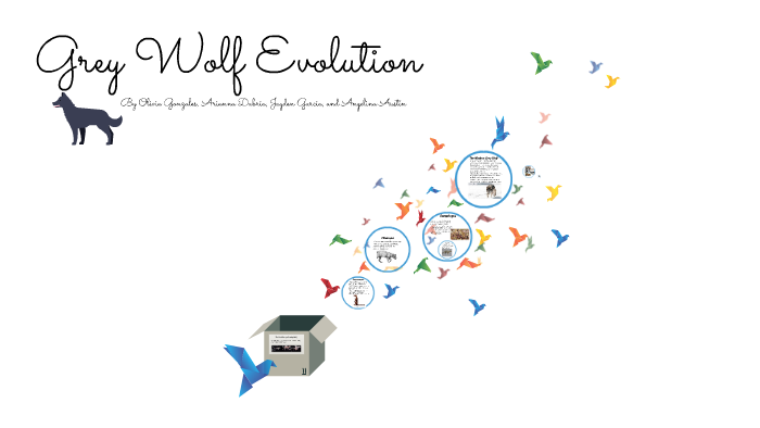 Grey Wolf Evolution by Olivia Gonzales on Prezi