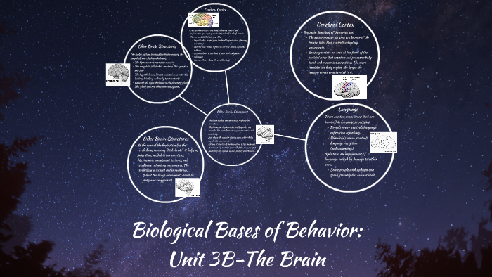 Biological Bases of Behavior: 3B-The Brain by Laura Honkus on Prezi