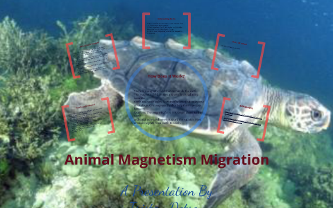 Animal Magnetism Migration (School Project) by Tristan Dotson ...