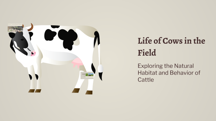 Life of Cows in the Field by Abdalrhman on Prezi