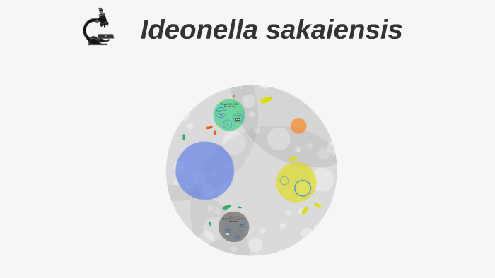 ideonella sakaiensis by david Zuluaga on Prezi
