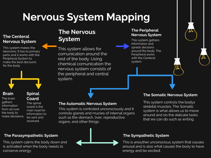 Nervous System Mapping by addison marsh on Prezi