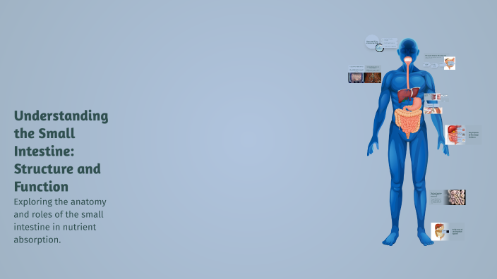 Understanding the Small Intestine: Structure and Function by Jennifer ...