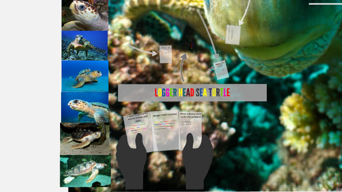 LOGGER HEAD SEA TURTLE by logan wallin on Prezi