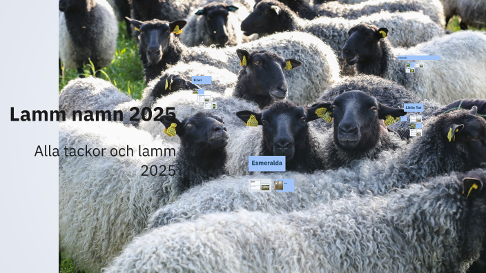 Lamb Names by Emmy Näfverborn on Prezi