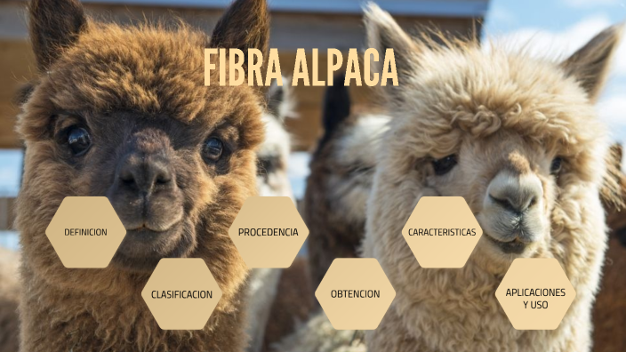 FIBRA DE ALPACA by María Elisabeth Serrano González on Prezi