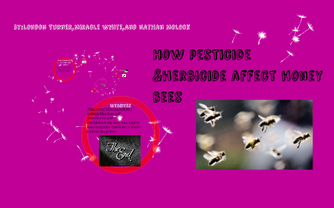 How Pesticide Herbicide Affect Honey Bees By Miracle White On Prezi