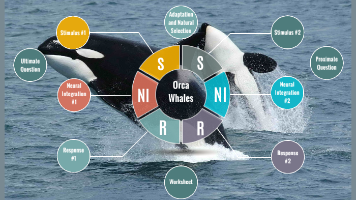 Animal Behaviour- Orca Whale by Kaitlyn Charles on Prezi