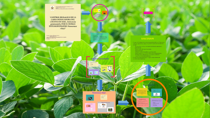 “CONTROL BIOLOGICO DE LA LARVA DEFOLIADORA DEL CULTIVO DE SOJA ...