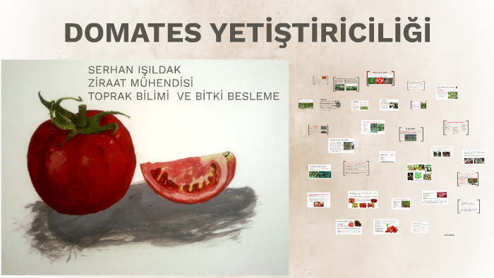 DOMATES YETİŞTİRİCİLİĞİ by Serhan Işıldak on Prezi