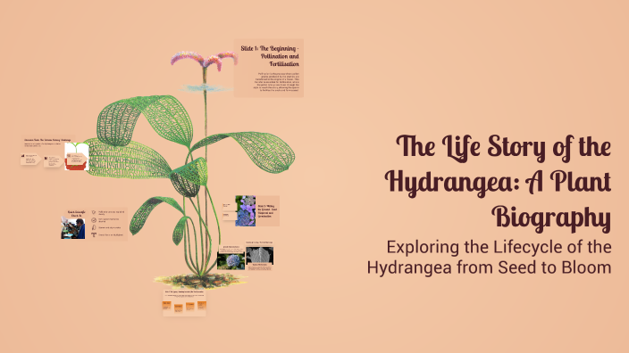 The Life Story of the Hydrangea: A Plant Biography by Tinevimbo M ...