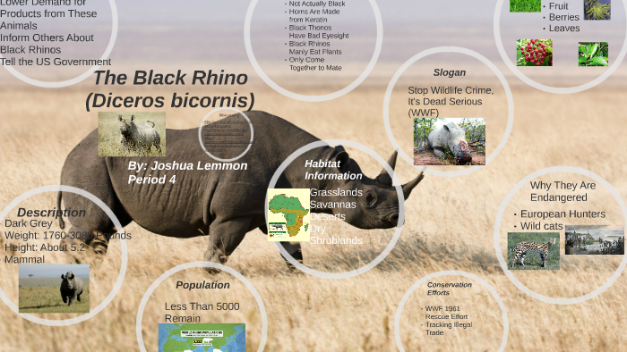 Black Rhino Endangered Species Project by Joshua Lemmon on Prezi