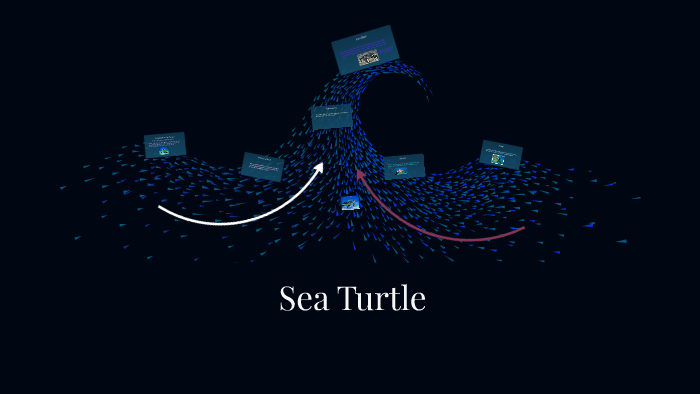 Sea Turtle by Kelly Comerford on Prezi