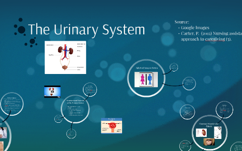 The Urinary System by lisa nuccio on Prezi
