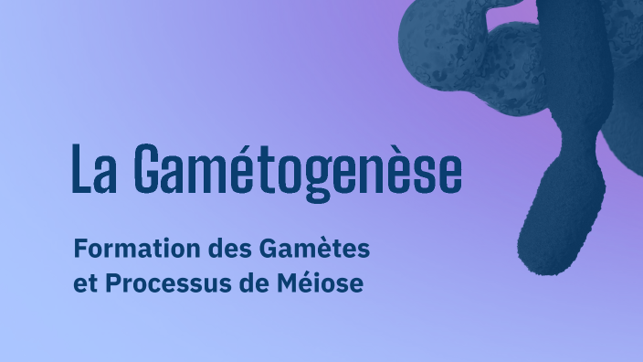 La Gamétogenèse by agathe lemaire on Prezi