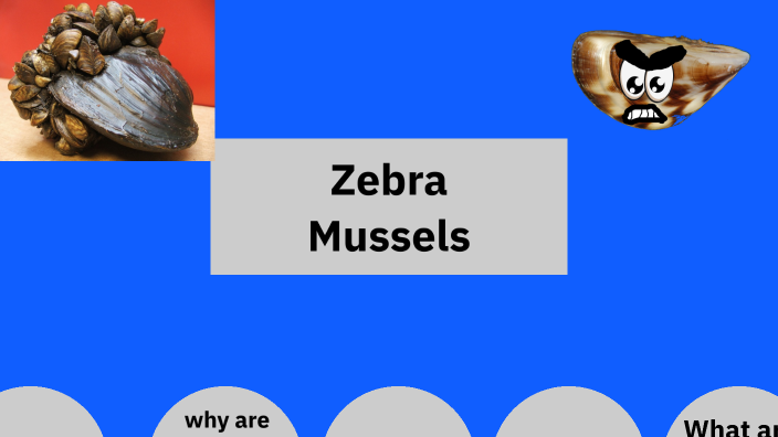 Stop The Spread Of Zebra Mussels by Landon Mustard on Prezi