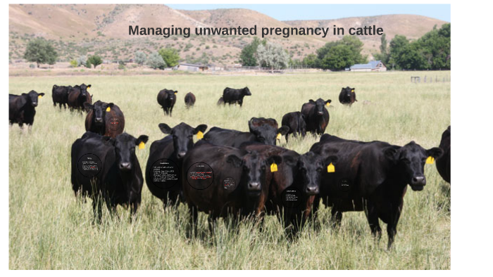 Managing unwanted pregnancy in heifers by hayley hooper on Prezi