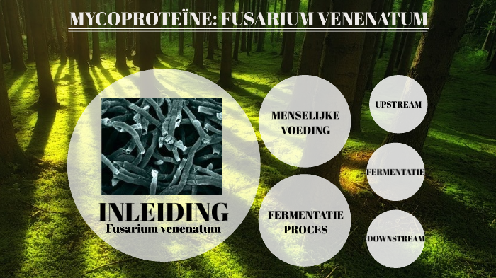 Mycoproteïne Fusarium venenatum by Emilie Fernandez on Prezi