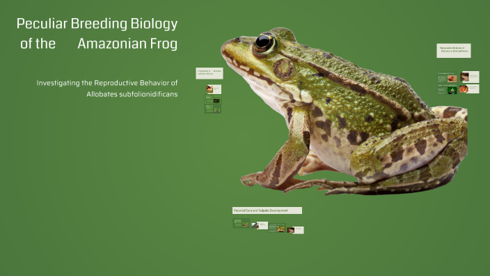 Peculiar Breeding Biology of the Amazonian Frog by Lucas Mercês on Prezi