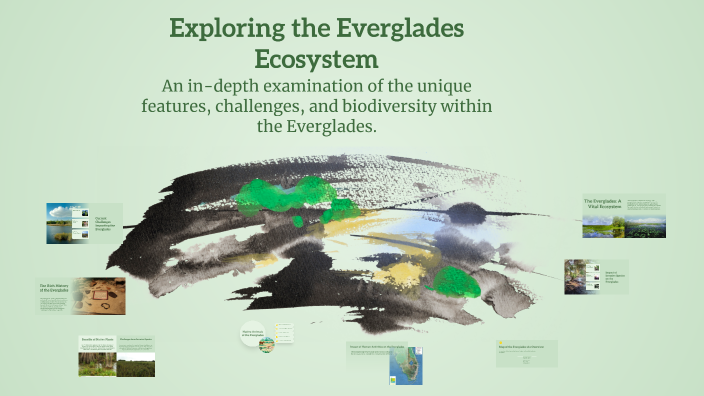 Exploring the Everglades Ecosystem by Susan Adele on Prezi