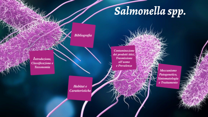 Salmonella spp. by Carlotta Zipri on Prezi