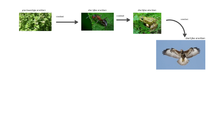 stikstofkringloop by Lars Tuik on Prezi