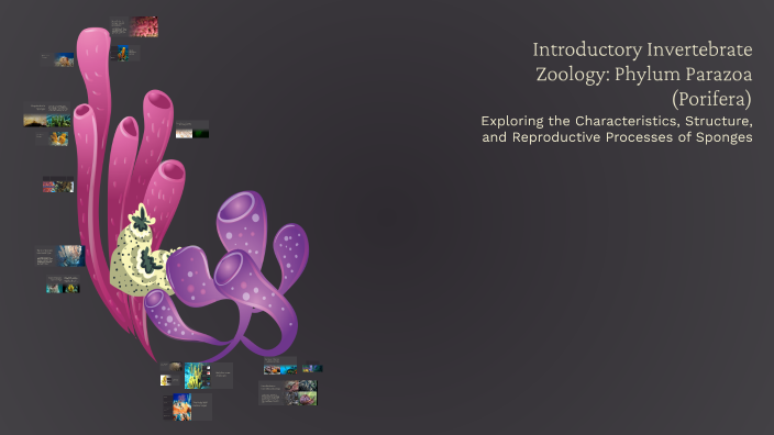 Introductory Invertebrate Zoology: Phylum Parazoa (Porifera) by malak ...