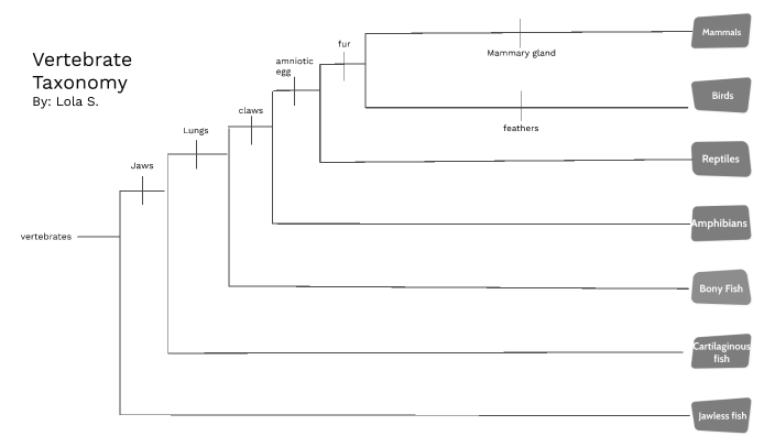 Vertebrate Taxonomy by Lola S. on Prezi