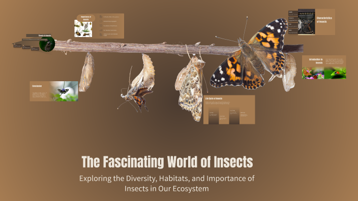 The Fascinating World of Insects by Lazar Bulatovic on Prezi