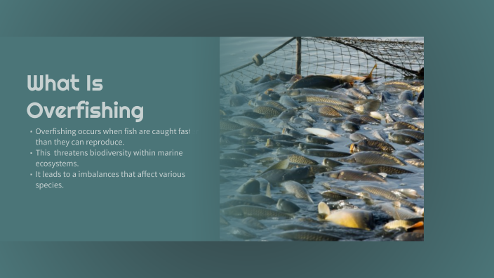 Overfishing: Human Impact on Marine Ecosystems by Luca Bernardo on Prezi
