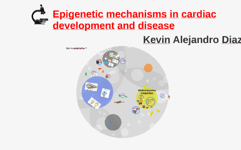 Epigenetic mechanisms in cardiac development and disease by Kevin Diaz ...