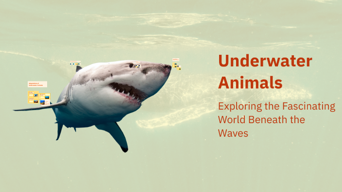 Underwater Animals by Georgiana Ghetu on Prezi