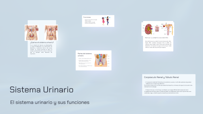 Sistema Urinario by Tomé Rodríguez Ximena on Prezi