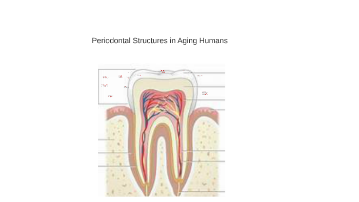Periodontal Structures in Aging Humans by Nana Tsitskishvili on Prezi