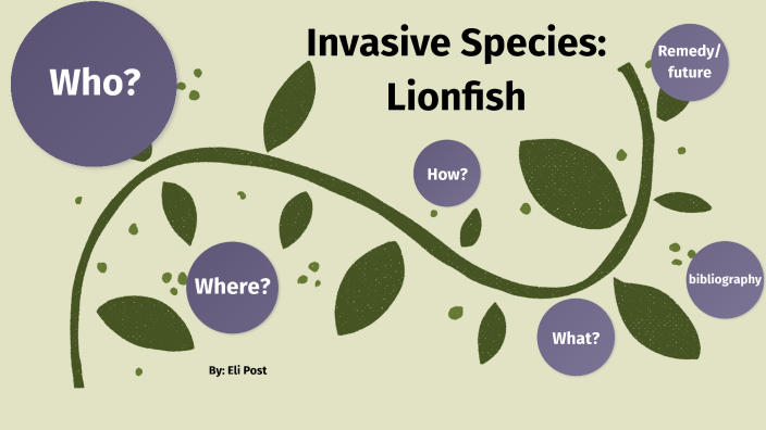 Invasive species - Lionfish by Eli Post on Prezi