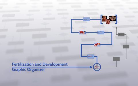 Fertilization and Development Graphic Organizer by Lilly Marble on Prezi