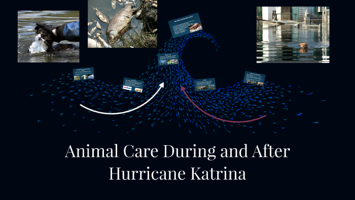 Animal Care During and After Hurricane Katrina by Gabrielle Ortiz on Prezi