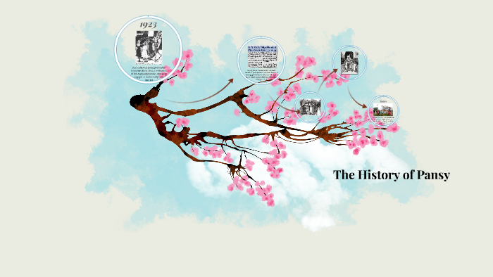 The History of Pansy by