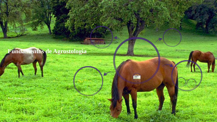 Fundamentos de Agrostologia by Ricardo Nery de Castro on Prezi