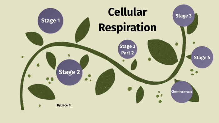 Cellular Respiration Project by Jace Baumgartner on Prezi