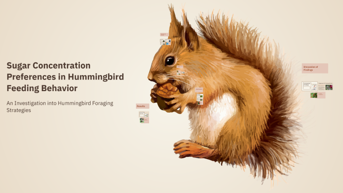 Sugar Concentration Preferences in Hummingbird Feeding Behavior by ...