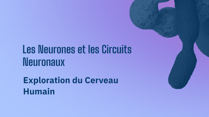 Les Neurones et les Circuits Neuronaux by Ysais Vocel Brulois on Prezi
