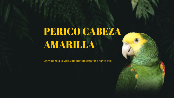 PERICO CABEZA AMARILLA by VIELKA GUADALUPE GUZMAN MARTIN on Prezi