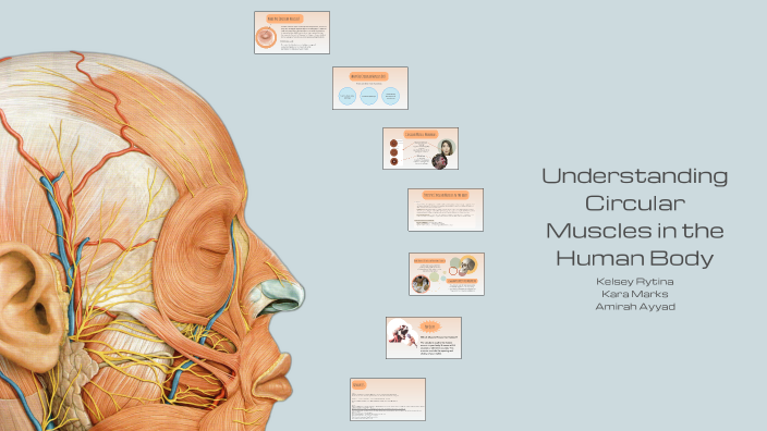 Understanding Circular Muscles in the Human Body by Kelsey Rytina on Prezi