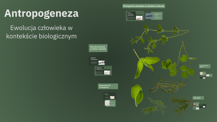 Antropogeneza by Patryk Mikołajczuk on Prezi