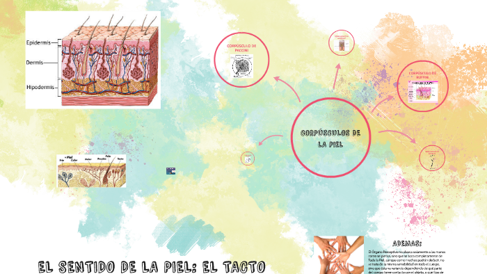 EL SENTIDO DE LA PIEL: EL TACTO by saul torres on Prezi